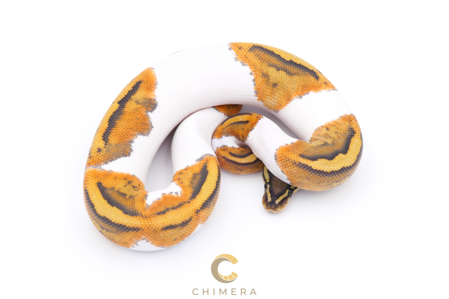 Hypo Pied Ball Python by Chimera - MorphMarket