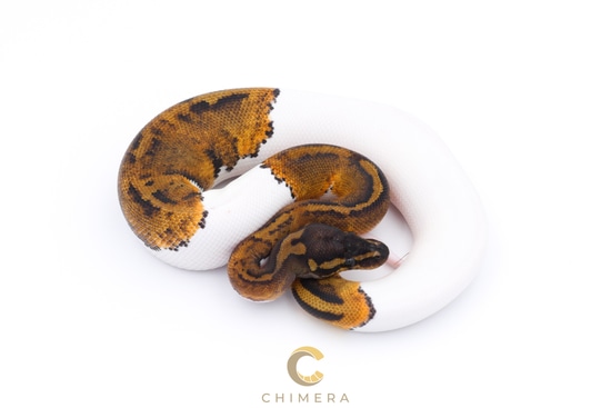 Pied Mahogany Ball Python by Chimera