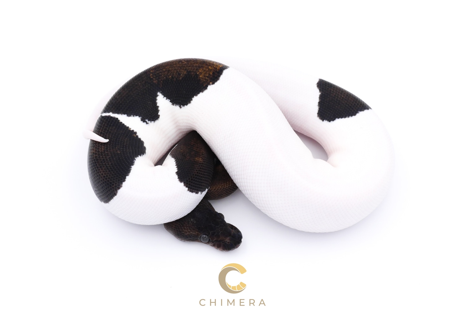 Pied Suma Ball Python by Chimera - MorphMarket