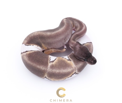 Clown Ghost Pied Ball Python by Chimera - MorphMarket