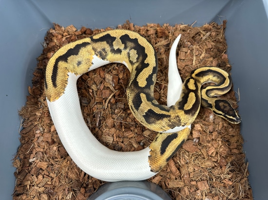 Pied Triple Het Desert Ghost VPI Axanthic Cryptic Ball Python by Chimera