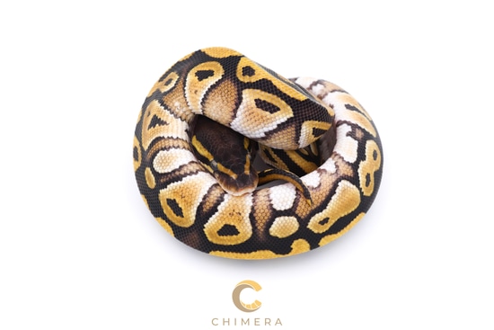 Mojave 50% Het Monsoon 100% Het Lavender Albino Ball Python by Chimera