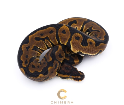 Super Blackhead Leopard Lavender Albino 100% Het Pied Ball Python by ...