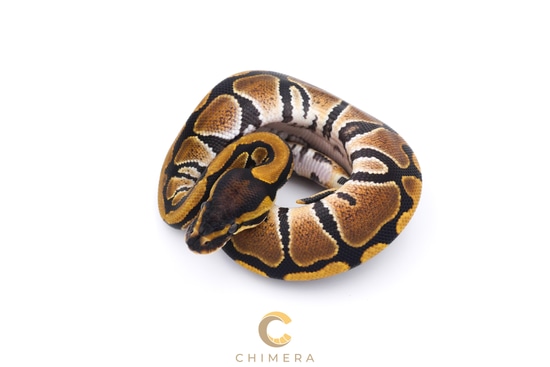 100% Het Puzzle 100% Het Desert Ghost Ball Python by Chimera