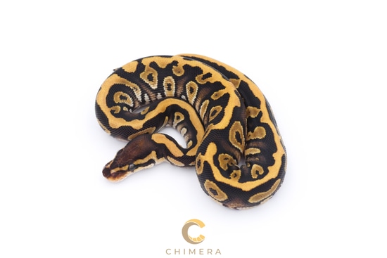 Phantom Yellowbelly Trojan 100% Het Clown Ball Python by Chimera