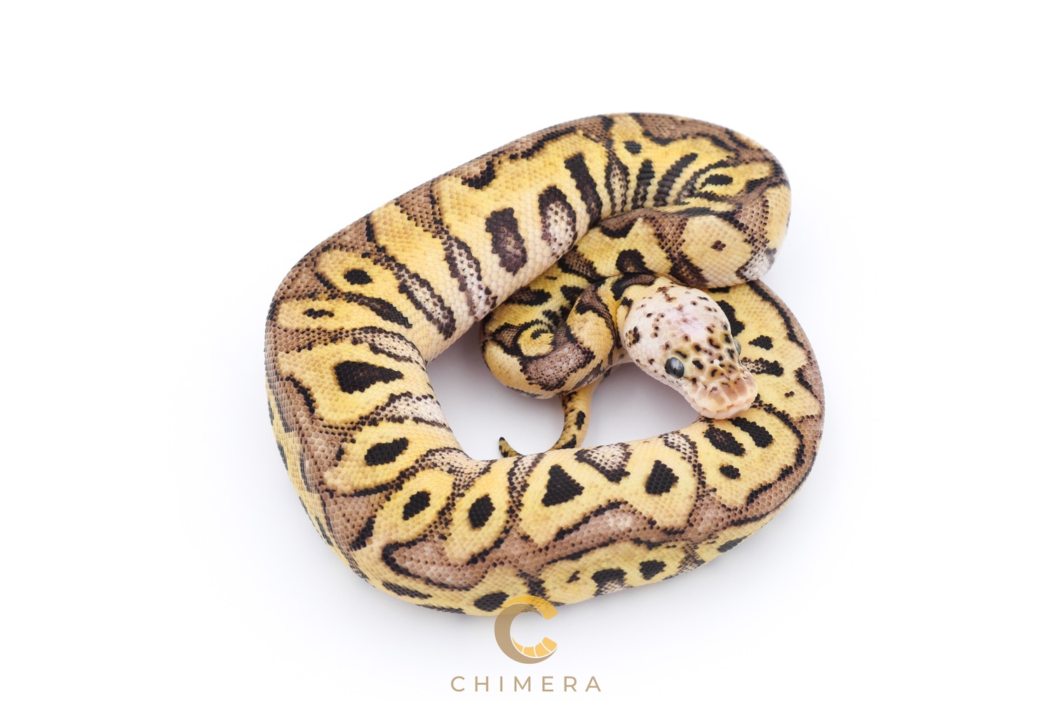 Spotnose Pastel Clown (Redhead) Ball Python by Chimera - MorphMarket