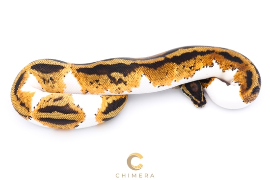 Pied Pastel Russo Ball Python by Chimera