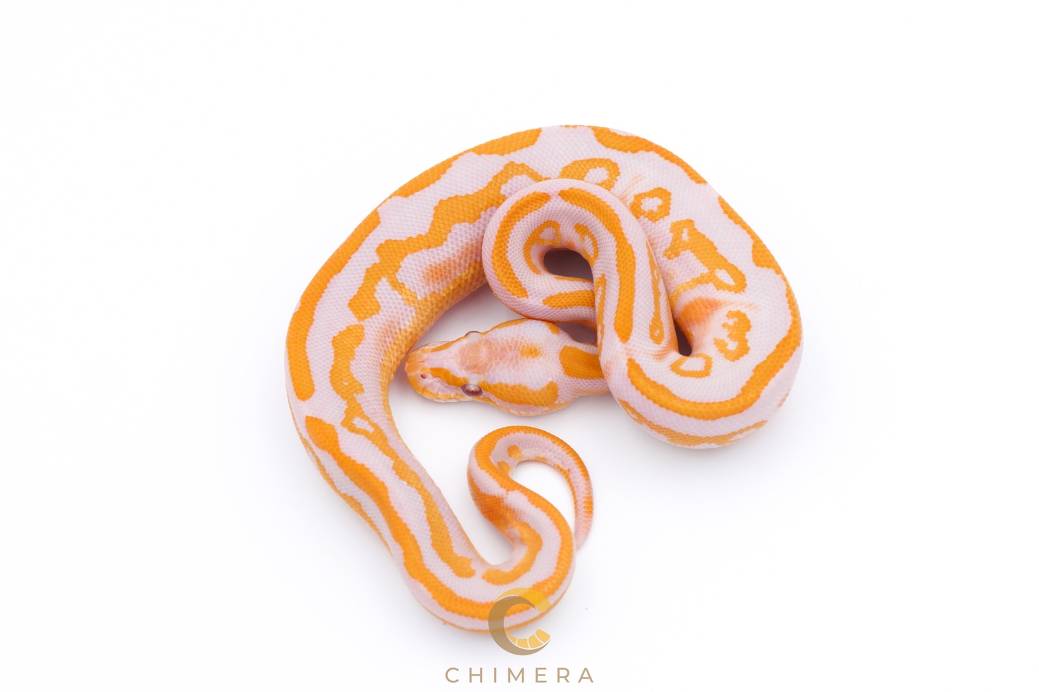 Leopard Blackhead Yellowbelly Lavender Albino 100% Het Clown 100% Het ...