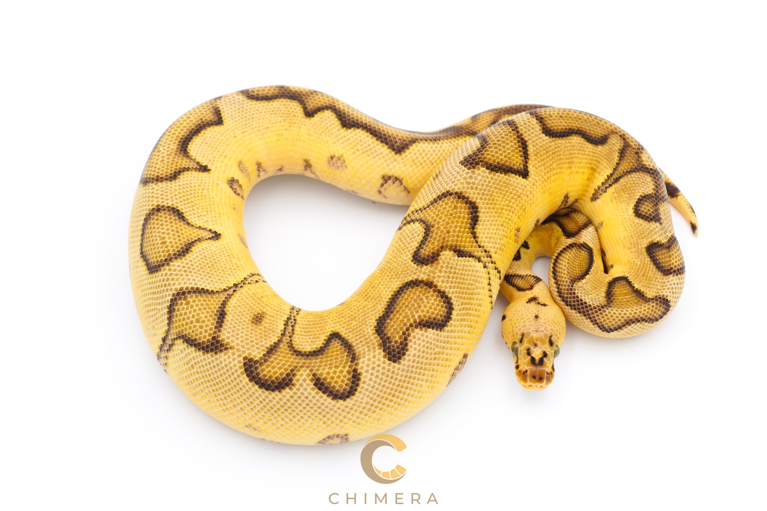 Clown Enchi Pastel DH Hypo Pied Ball Python by Chimera - MorphMarket