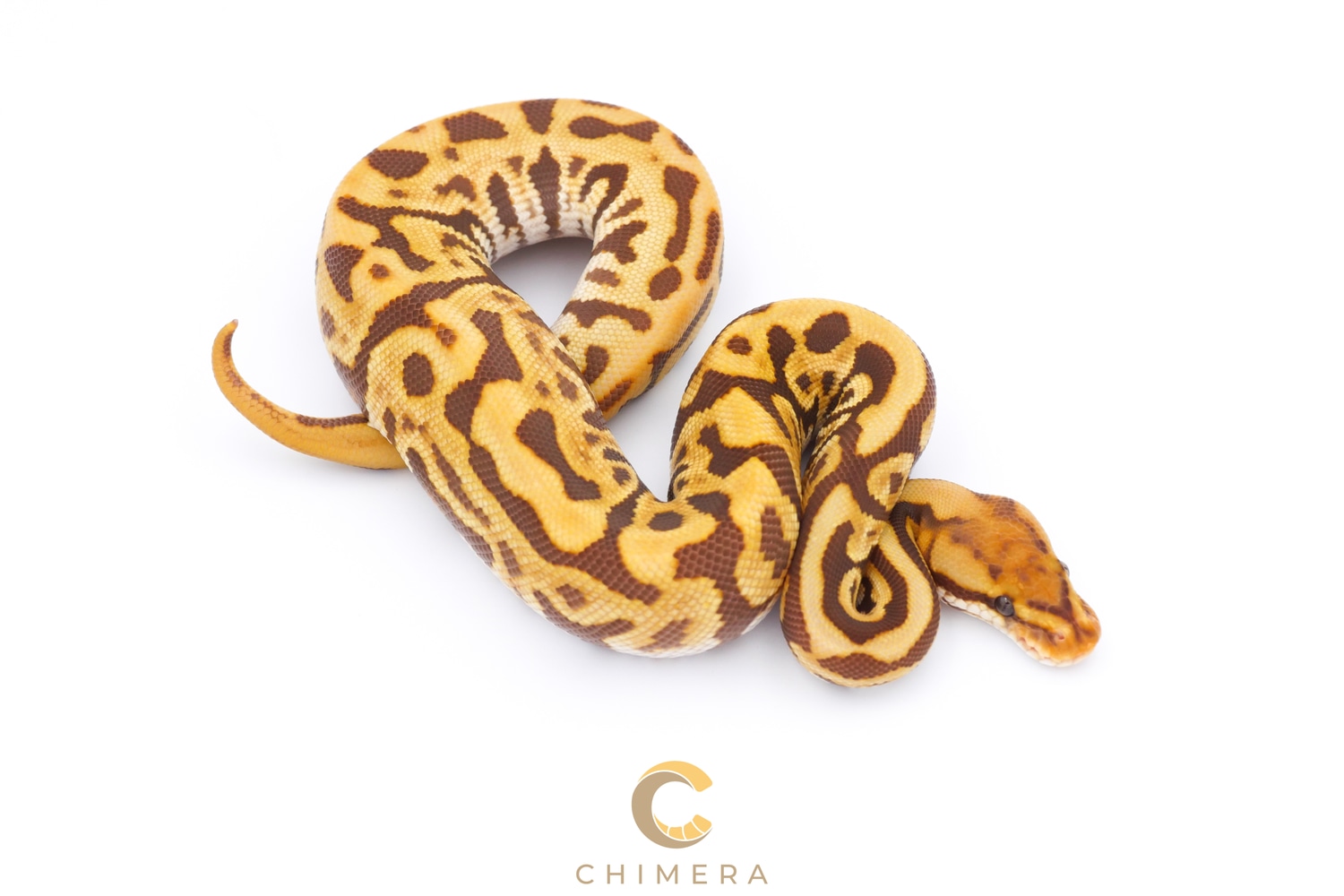 Cypress Leopard Spotnose Ultramel 100% Het Hypo Ball Python by Chimera ...