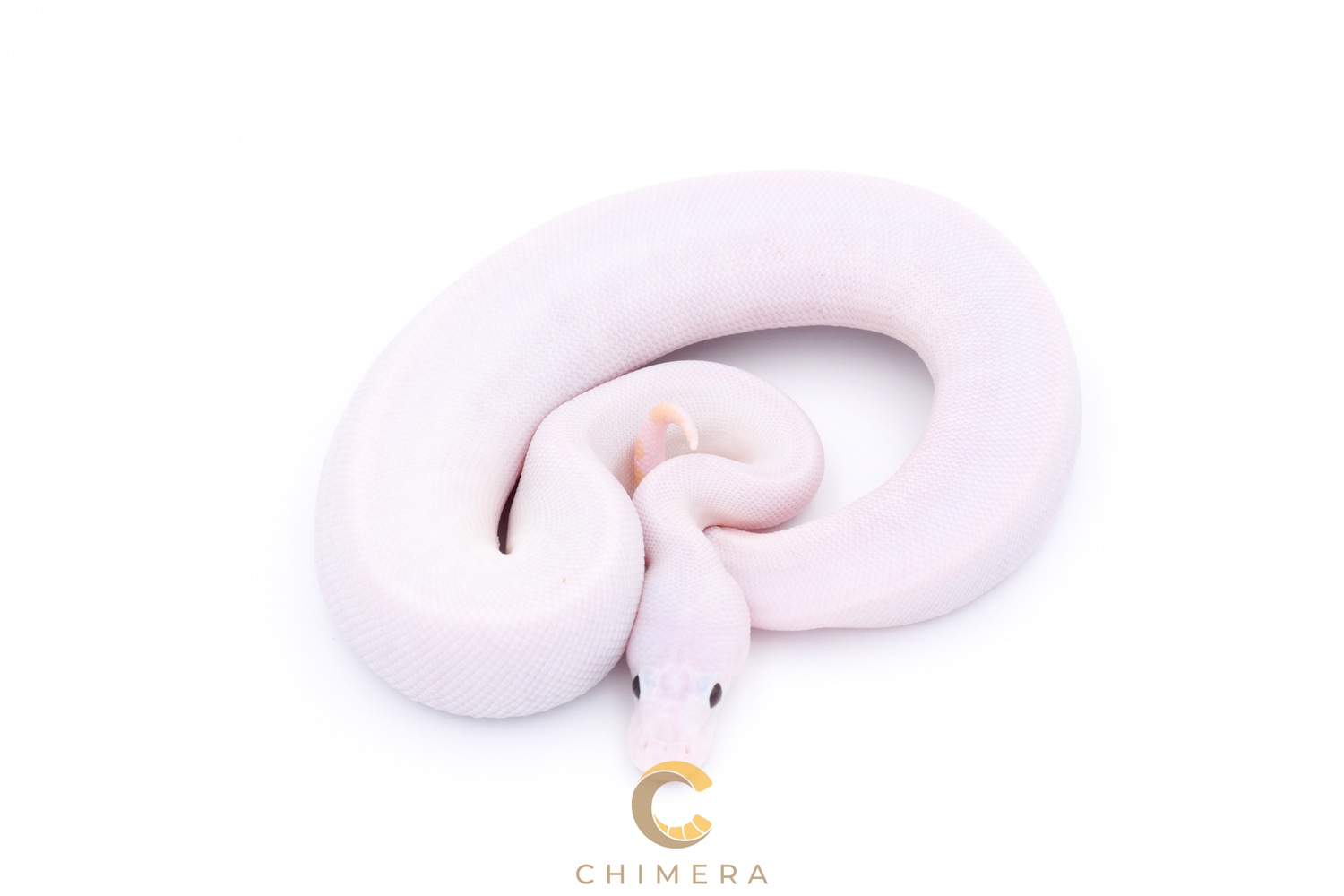 Super Fire (Cypress Spotnose Redstripe) 100% Het Ultramel 100% Het Hypo ...