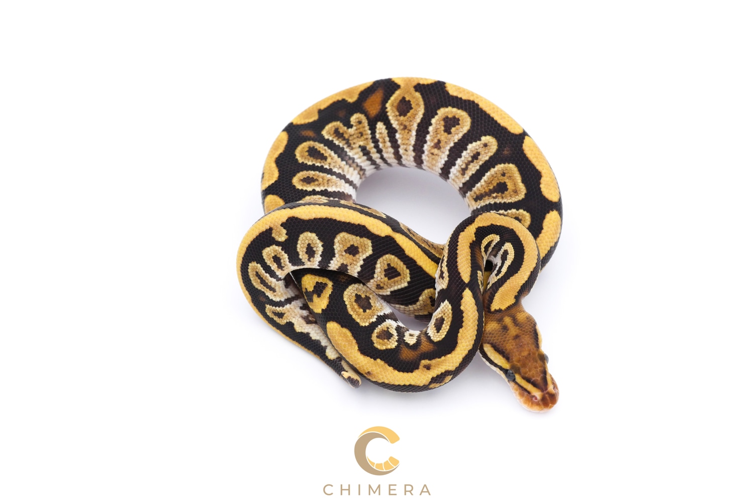Fire Cypress 100% Het Ultramel 100% Het Hypo Ball Python by Chimera ...