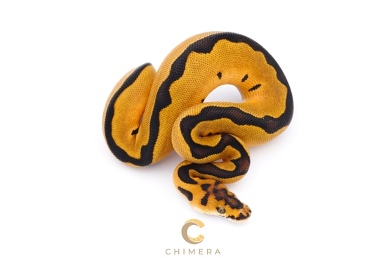 Leopard Enchi Lace Clown Ball Python by Chimera