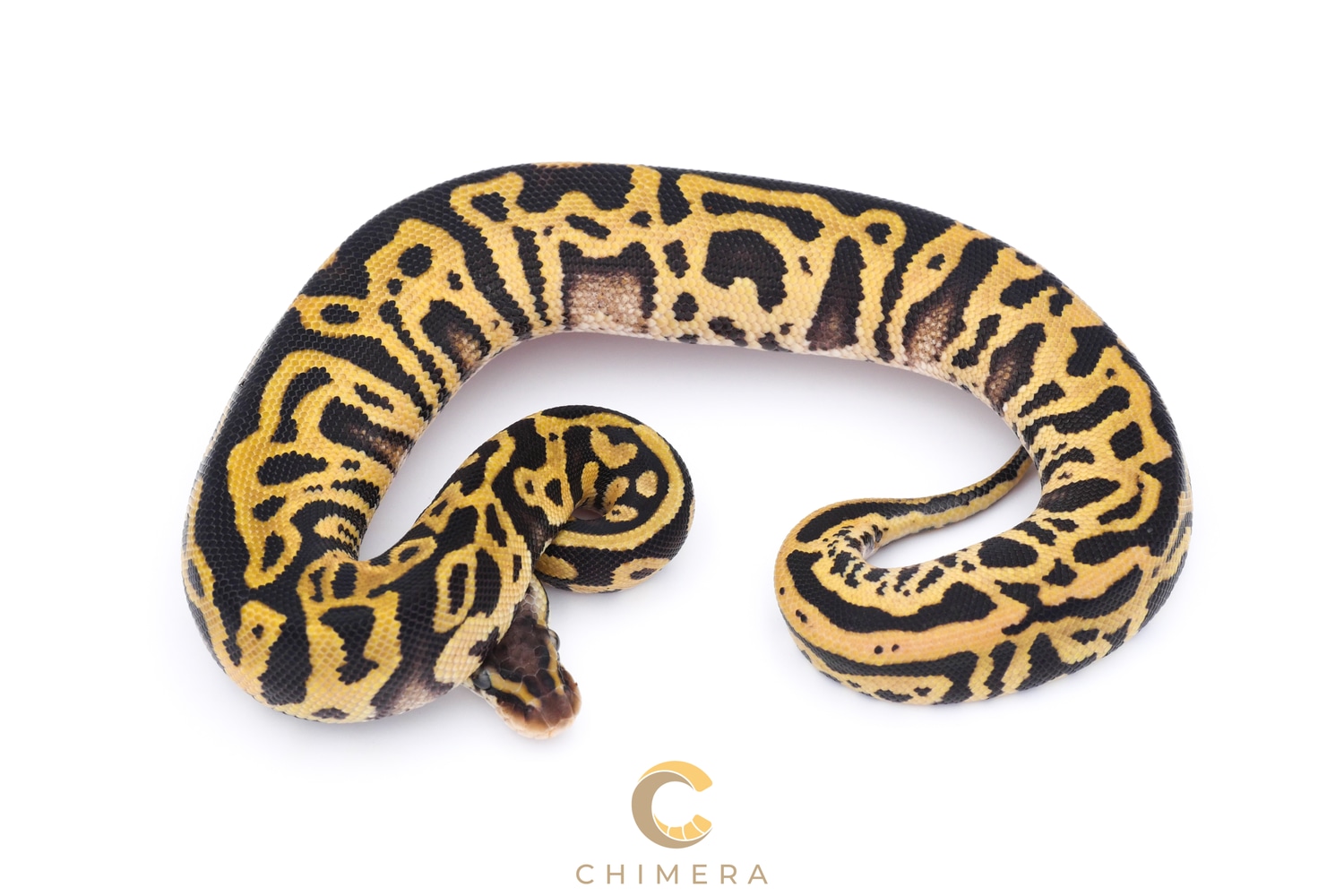 Pastel Leopard Lace 100% Het Clown 100% Het Pied Ball Python by Chimera ...