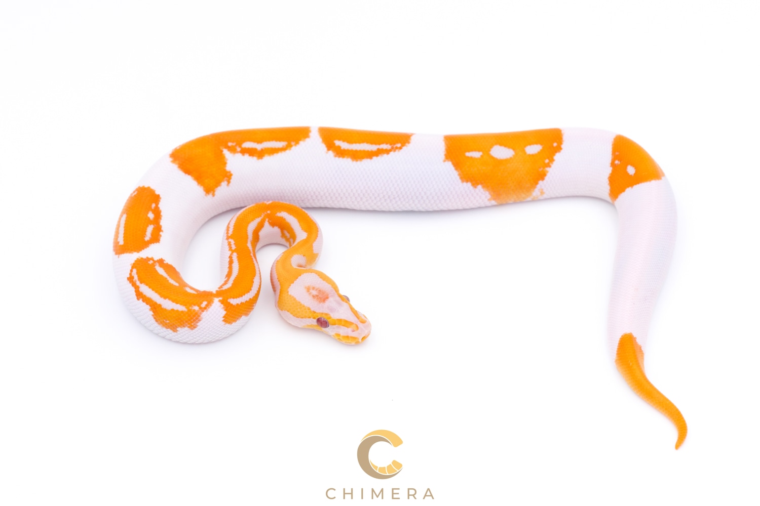 Blackhead Leopard Yellowbelly Lavender Albino Pied Ball Python by ...