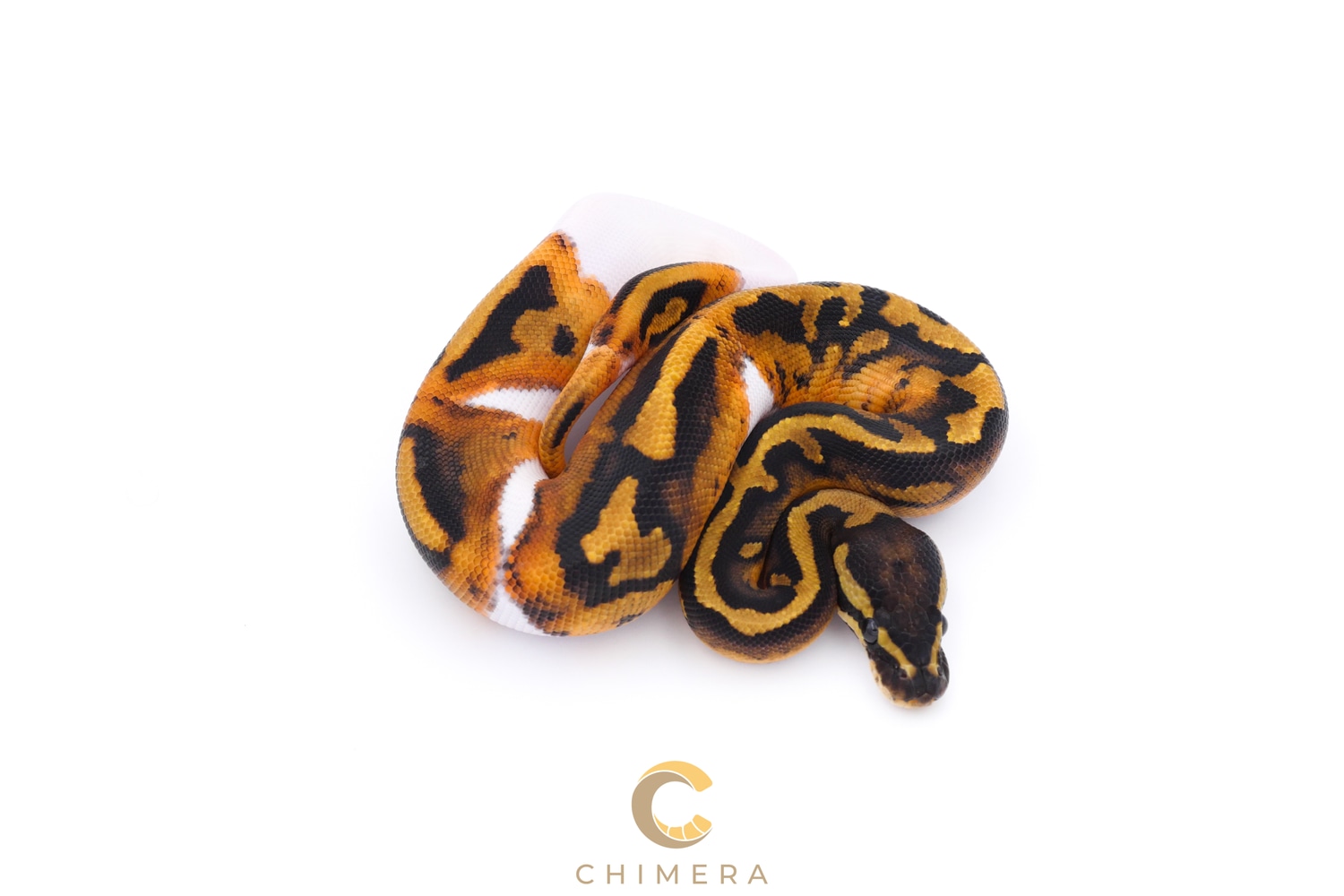 Leopard Pied Het Lavender Albino Ball Python by Chimera - MorphMarket