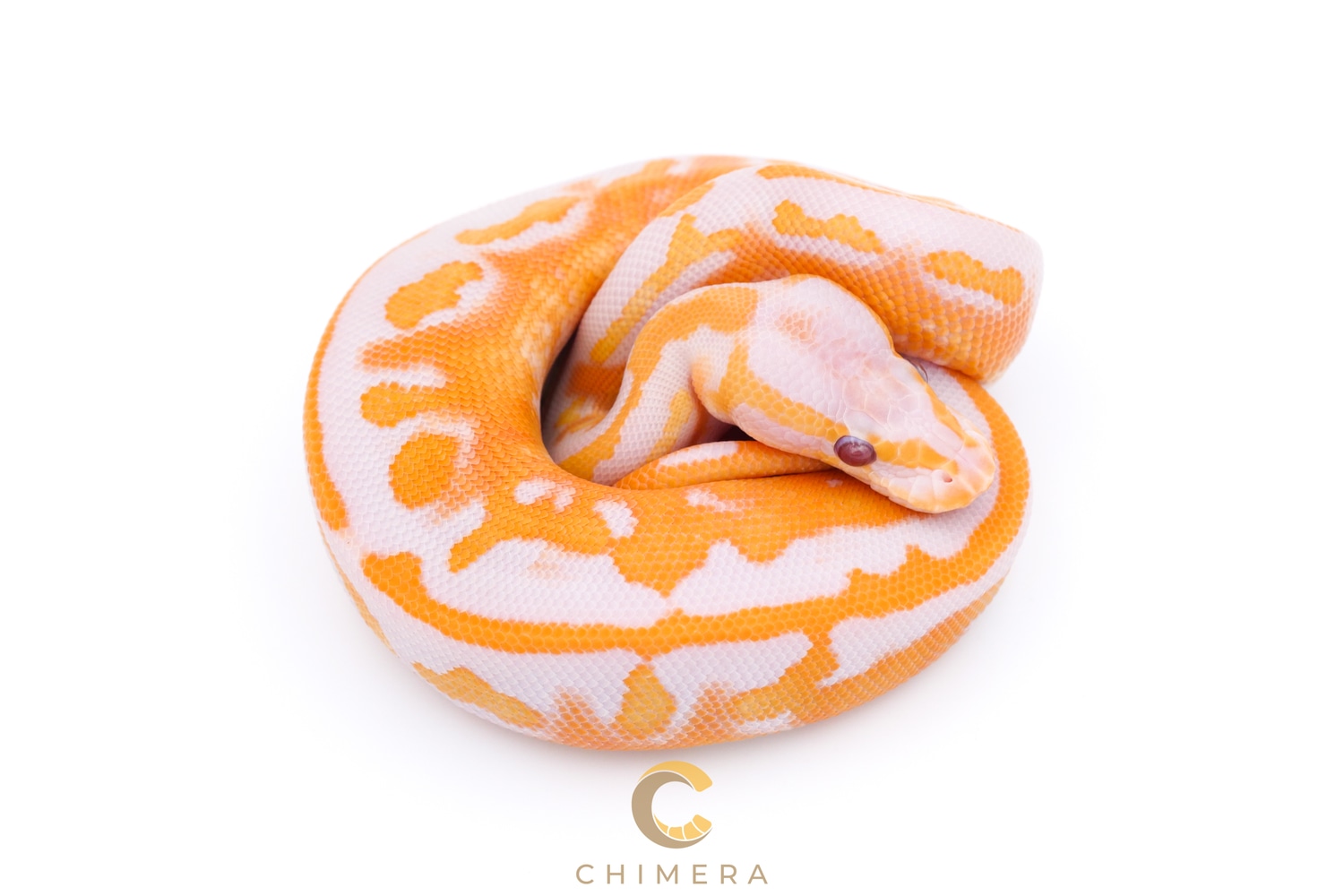 Blackhead Redgene Lavender Albino Pied Ball Python by Chimera - MorphMarket
