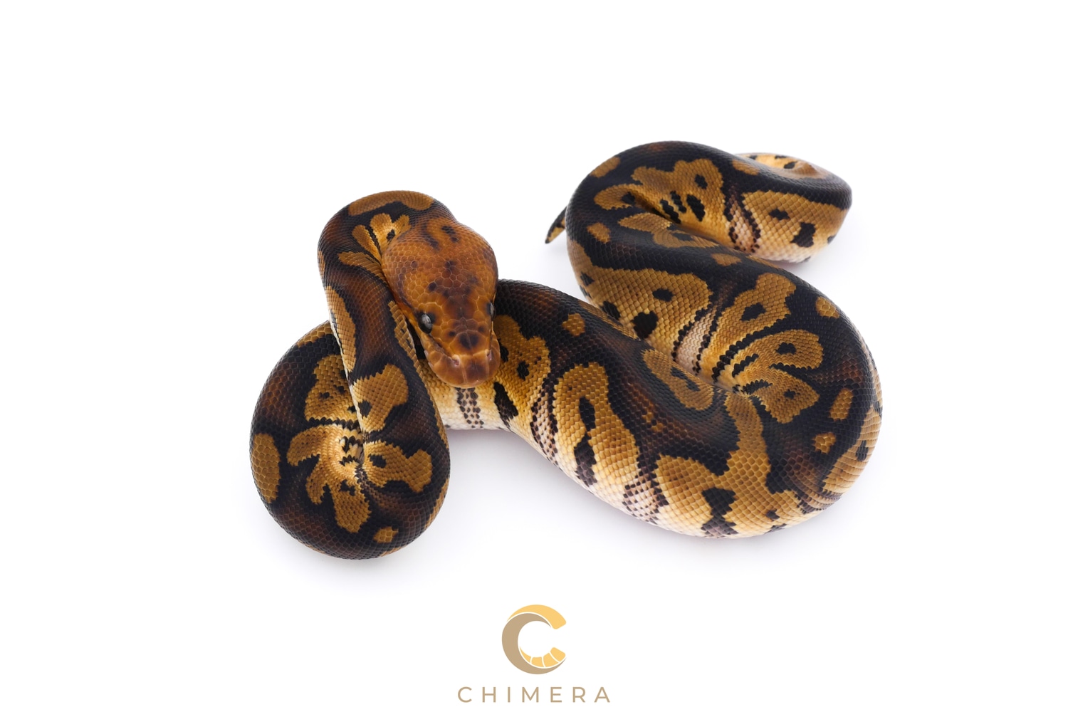 Mahogany Clown Ball Python by Chimera - MorphMarket
