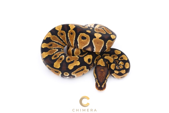 Trojan Het Clown Ball Python by Chimera