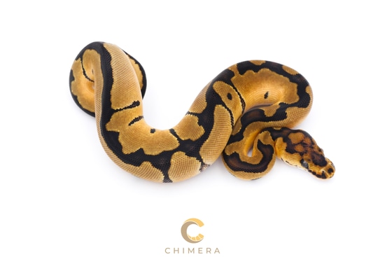 Redstripe Clown Het Desert Ghost Ball Python by Chimera