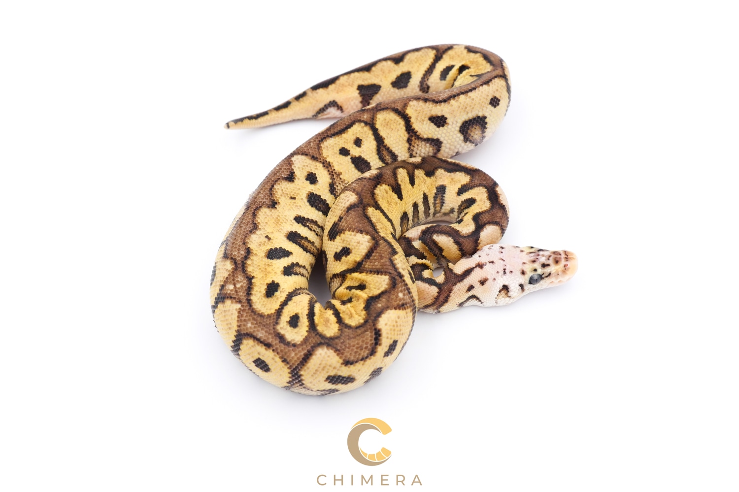 Pastel Spotnose Clown 100% Het Desert Ghost 100% Het GStripe Ball ...