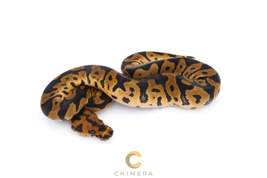Confusion Clown Ball Python by Chimera