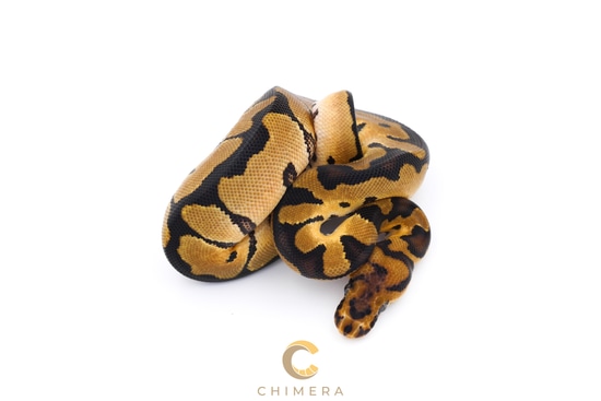 Redstripe Clown Het Desert Ghost Ball Python by Chimera