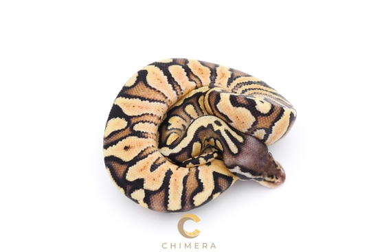 Pastel Zebra 100% Het Hypo Ball Python by Chimera