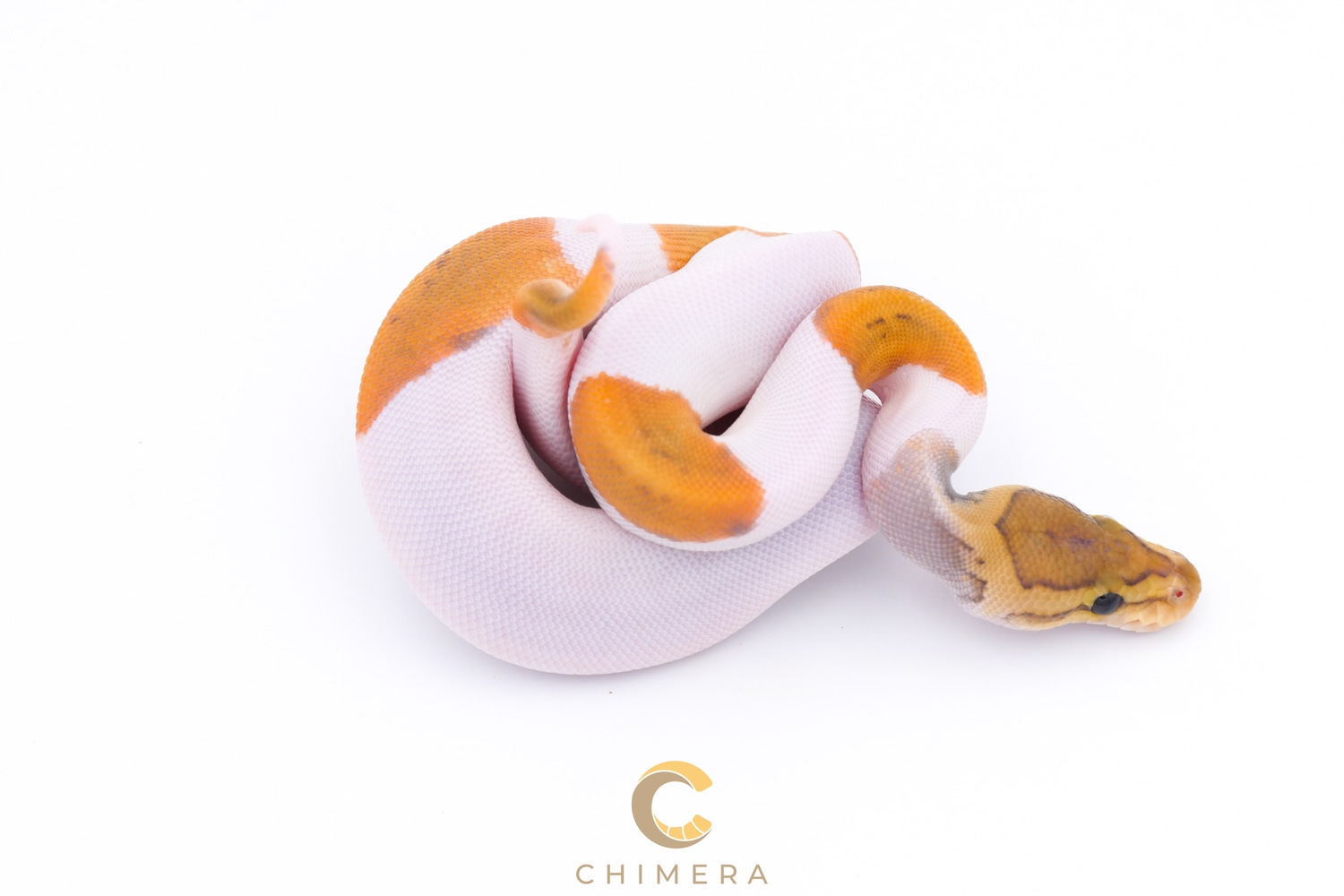 Hypo Pied Pinstripe Ball Python by Chimera - MorphMarket