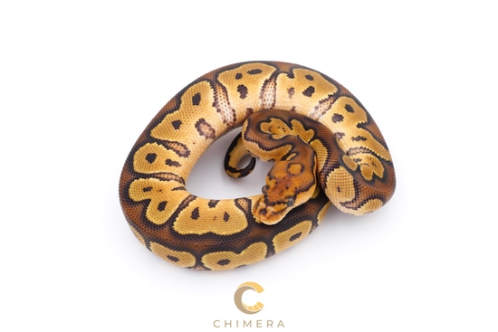 Trojan Clown Ball Python by Chimera