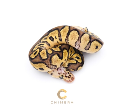 Clown Ghost Pied Ball Python by Chimera - MorphMarket