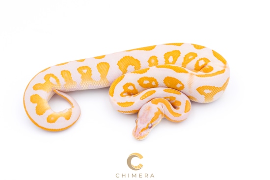 Blackhead Leopard Lavender Albino Ball Python by Chimera