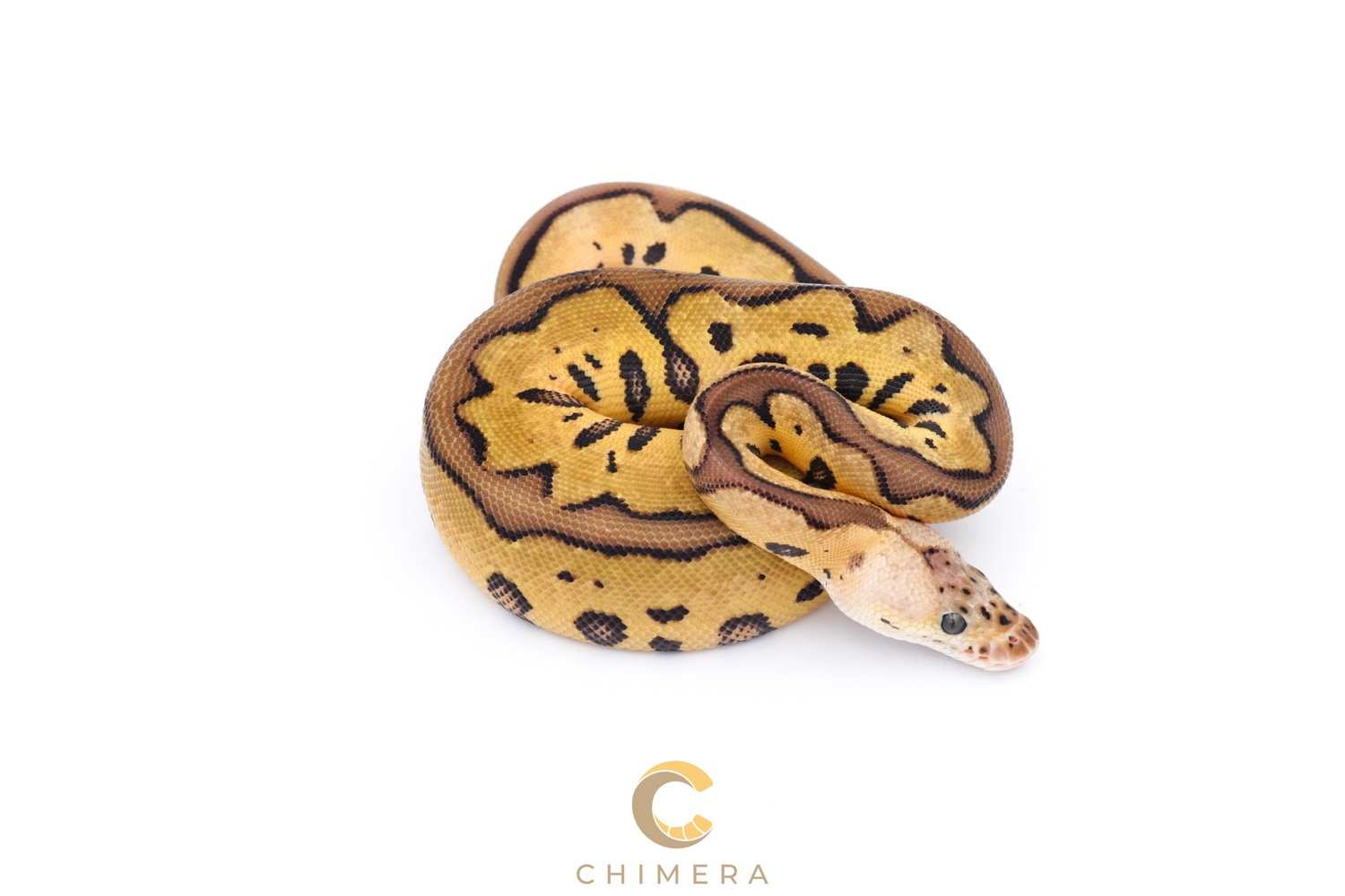 Pastel Leopard Clown 100% Het Desert Ghost Ball Python by Chimera ...