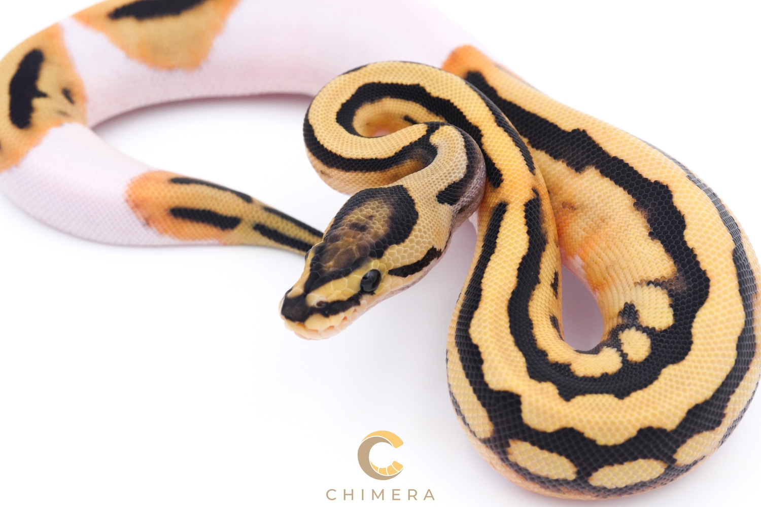 Cryptic Desert Ghost Pied 50% Het Axanthic (VPI) Ball Python by Chimera ...