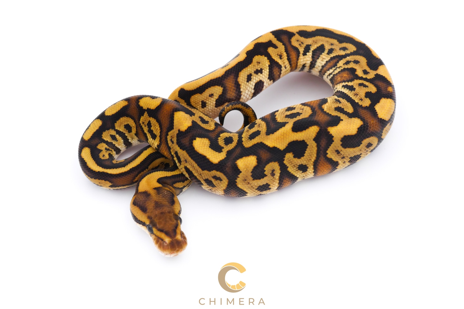 Leopard Fire Redstripe 50% Het Ultramel 50% Het Clown 50% Het Hypo 25% ...