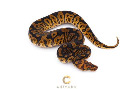 Confusion Clown Ball Python by Chimera