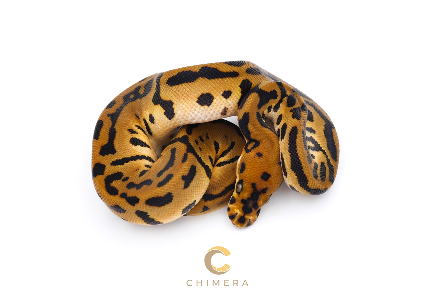 Leopard Spotnose Clown Ball Python by Chimera - MorphMarket