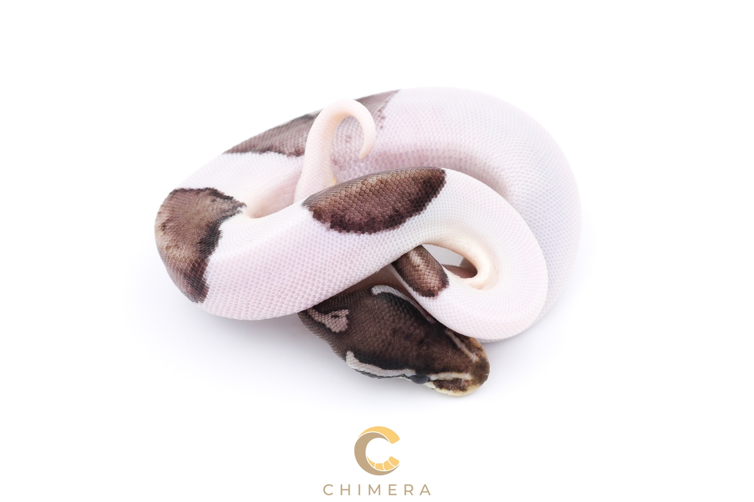 Axanthic (VPI) Pied Black Pastel Ball Python by Chimera - MorphMarket