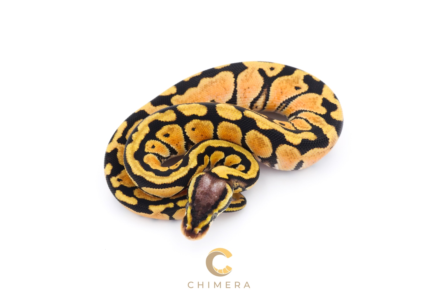 Pastel 100% Het Puzzle Ball Python by Chimera - MorphMarket