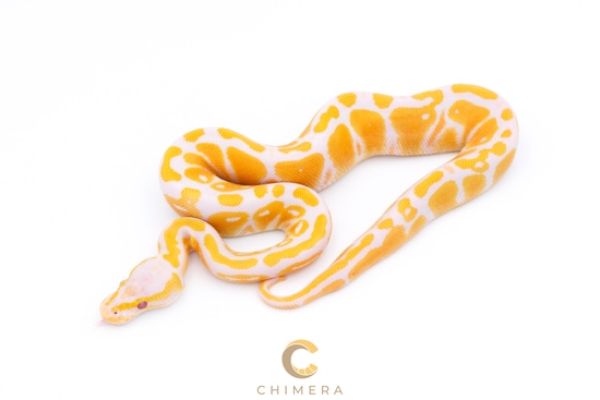 Lavender Albino 100% Het Puzzle Ball Python by Chimera