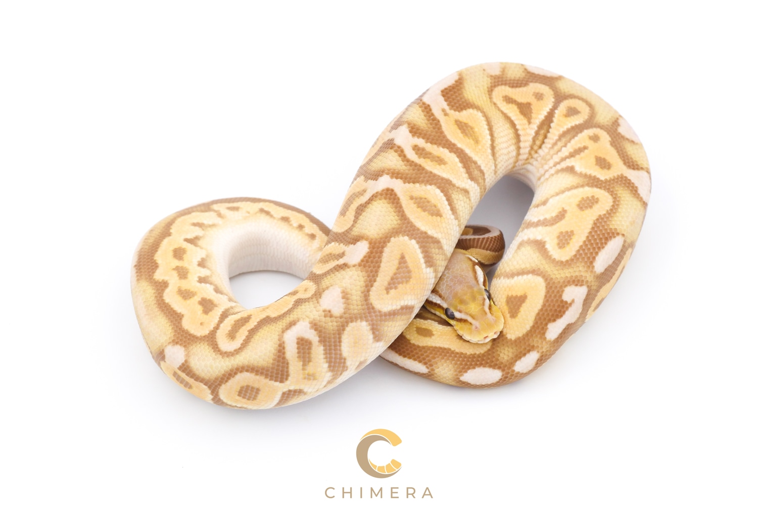 Cinnamon Pastel Orange Dream Ultramel Ph Hypo Ball Python by Chimera ...