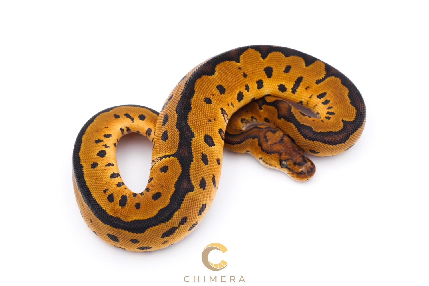 Clown PH Ultramel Ball Python by Chimera - MorphMarket