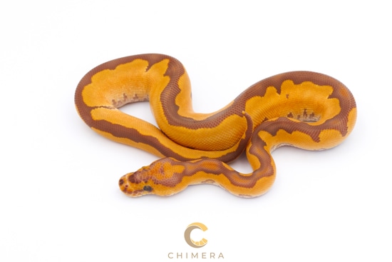 Ultramel Clown Ball Python By Chimera