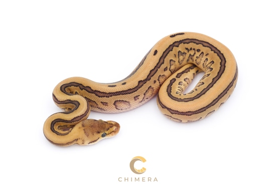 Leopard Mojave 100% Het Cryptic 100% Clown 100% Het Axanthic (VPI) 100% ...