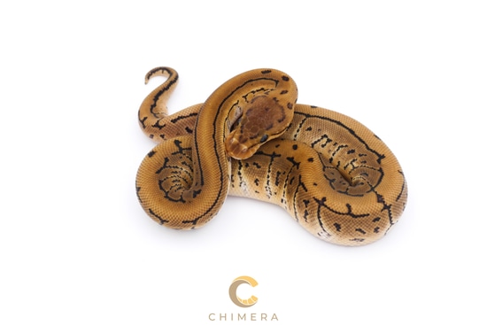 Pinstripe 100% Het Cryptic 100% Clown 100% Het Axanthic (VPI) 100% Het ...