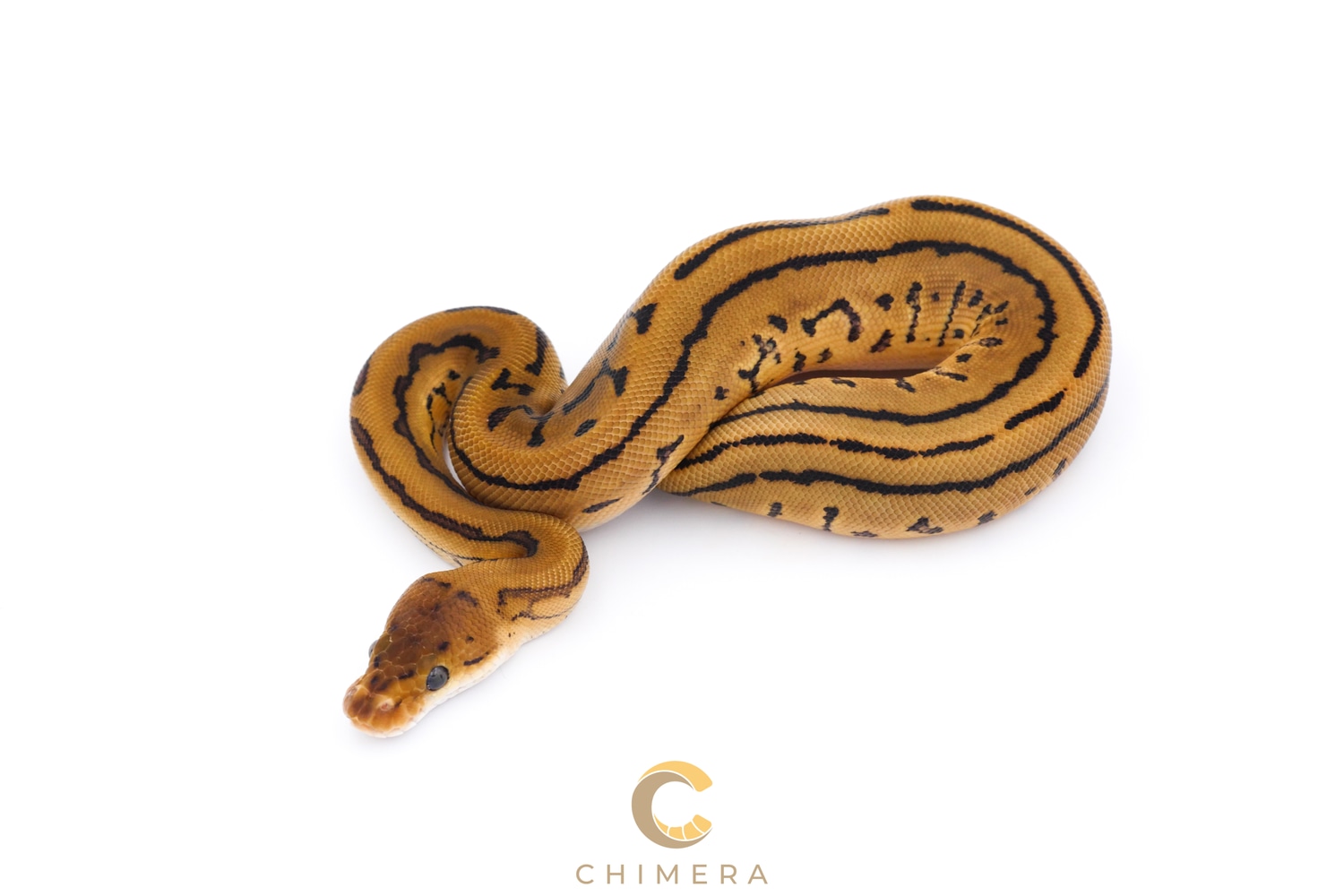 Leopard Pinstripe 100% Het Cryptic 100% Clown 100% Het Axanthic (VPI ...