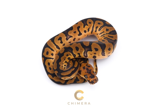 Confusion Clown Ball Python by Chimera