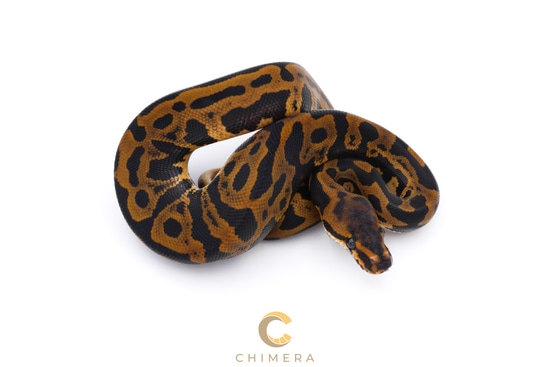 Leopard Confusion Mahogany 100% Het Ultramel 100% Het Clown 100% Het ...