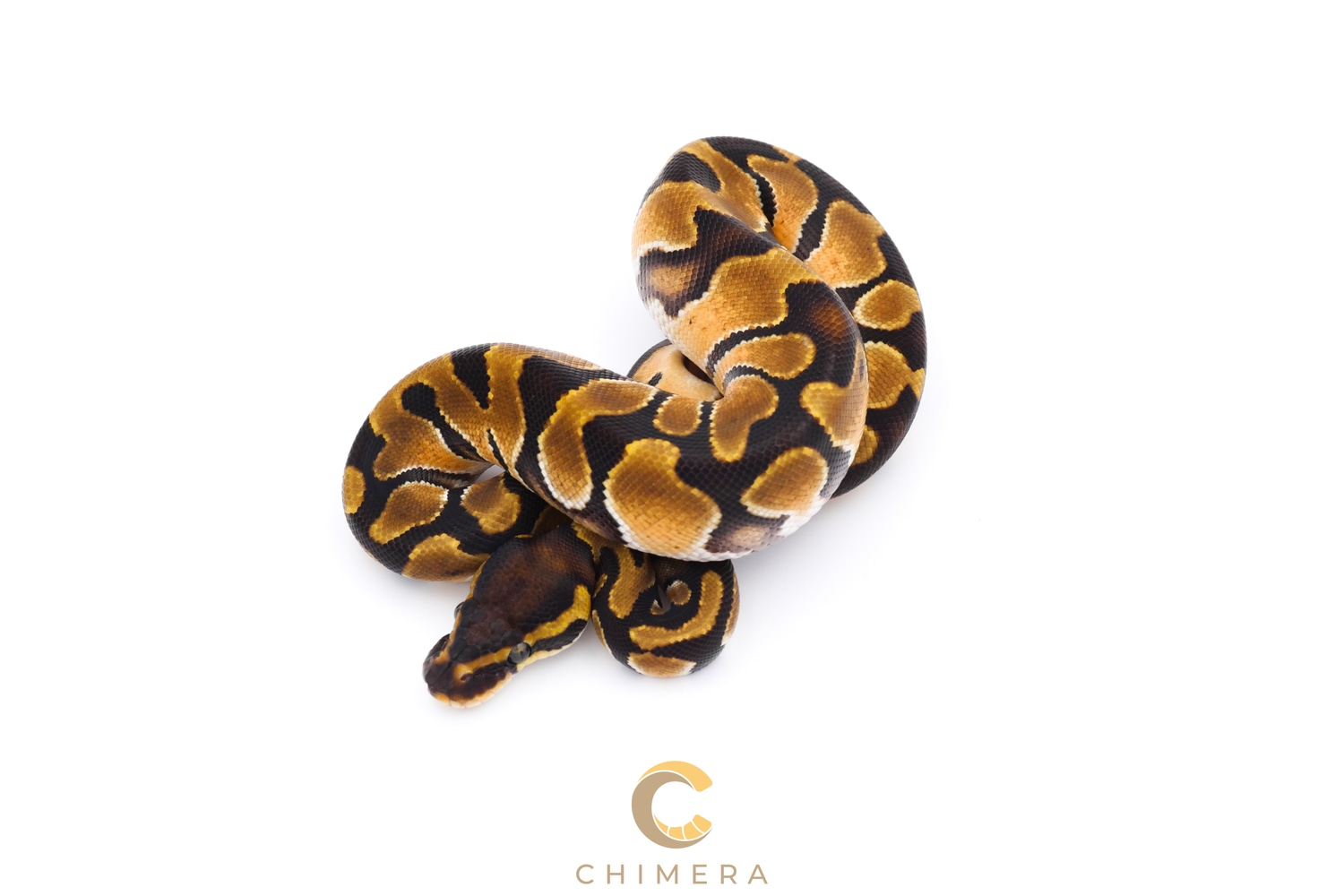 Enchi OD DH Ultramel Pied Ball Python by Chimera - MorphMarket