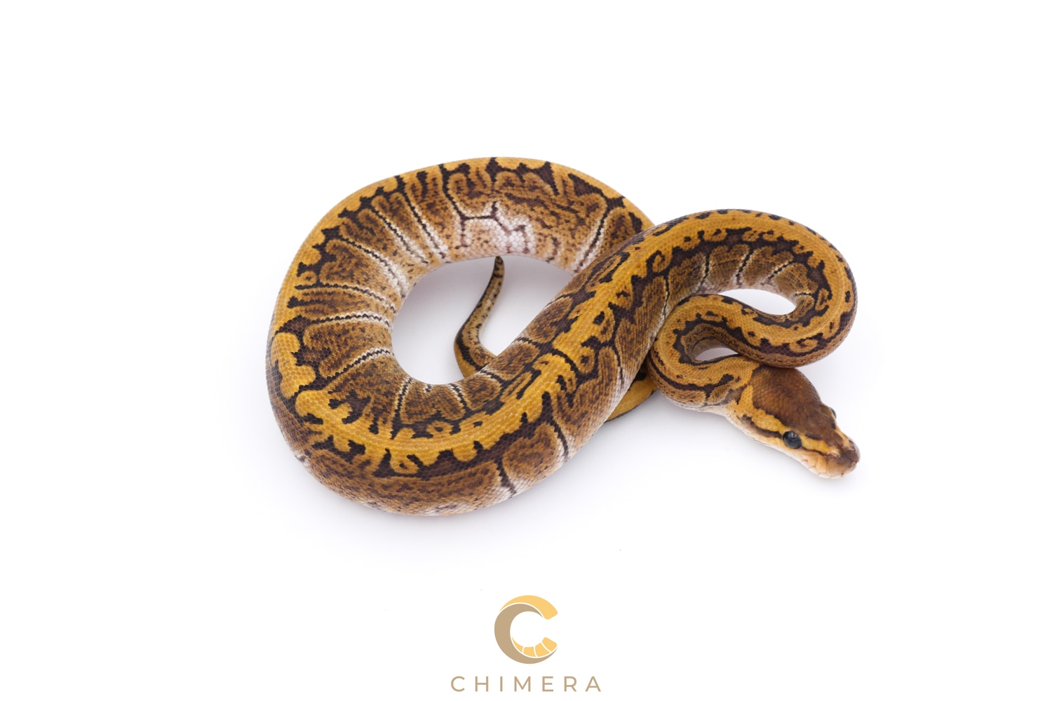 GHI Pinstripe Het Clown Ball Python by Chimera - MorphMarket